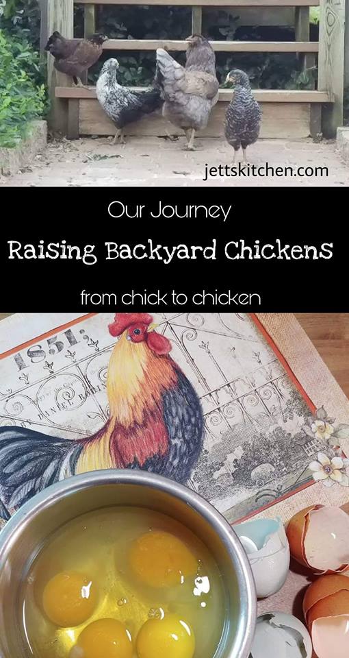 Raising Backyard Chickens In The City - Jett's Kitchen